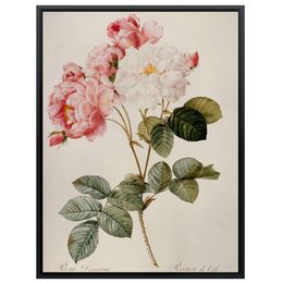 Bilderwelten Leinwandbild - Hochformat Pierre Joseph Redout&eacute; - Damaszener-Rose
