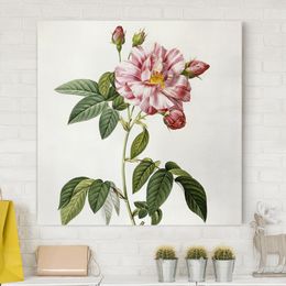Bilderwelten Leinwandbild Blumen Vintage Kunstdruck rosa - Pierre Joseph Redout&eacute; - Rosa Gallica-Rose - Retro XXL Wohnzimmer Schlafzimmer