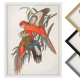 Bilderwelten Bild mit Rahmen Tiere beige Vintage inkl. Rahmung - Tropische Papageien I - Retro Wohnzimmer Schlafzimmer