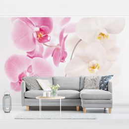 Bilderwelten Fototapete Blumen Motiv Wandtapete einzigartig - Delicate Orchids - Orchidee Wohnzimmer Schlafzimmer