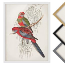 Bilderwelten Bild mit Rahmen Tiere beige Vintage inkl. Rahmung - Tropische Papageien III - Retro Wohnzimmer Schlafzimmer