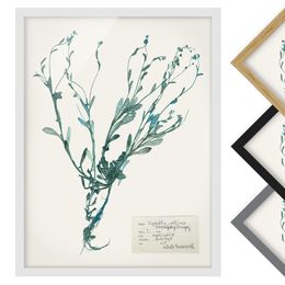 Bilderwelten Bild mit Rahmen Blumen weiss Vintage Aquarell - Gepresste Blumen - Vergissmeinnicht - Pflanzen Wohnzimmer Schlafzimmer