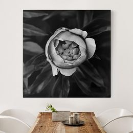 Bilderwelten Leinwandbild - Quadrat Pfingstrosenbl&uuml;te vor Bl&auml;ttern Schwarz Wei&szlig;