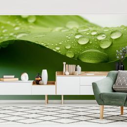Bilderwelten Fototapete Blumen Motiv Wandtapete einzigartig - Drops of Nature - Gr&auml;ser Wohnzimmer Schlafzimmer