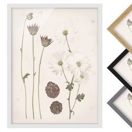 Bilderwelten Bild mit Rahmen originell beige Vintage inkl. Rahmung - Herbarium in rosa IV - Pflanzen Wohnzimmer Schlafzimmer