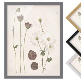 Bilderwelten Bild mit Rahmen - Hochformat Herbarium in rosa IV