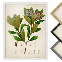 Bilderwelten Bild mit Rahmen Blumen gr&uuml;n Vintage inkl. Rahmung - Laubbaum Schautafel V - Pflanzen Wohnzimmer Schlafzimmer