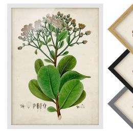 Bilderwelten Bild mit Rahmen Blumen gr&uuml;n Vintage inkl. Rahmung - Laubbaum Schautafel VIII - Pflanzen Wohnzimmer Schlafzimmer