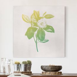 Bilderwelten Leinwandbild Modern Vintage Botanik Kirschbl&uuml;te Gr&uuml;n Gelb