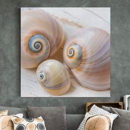 Bilderwelten Leinwandbild Tiere Motiv Kunstdruck beige - Muscheltrio auf Holz - Wandbild XXL Wohnzimmer Schlafzimmer