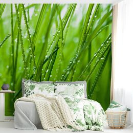 Bilderwelten Tapete - Fototapete Gras Tropfen Wellness - Morgentau - Wandtapete Schlafzimmer Wohnzimmer modern - auch selbstklebend