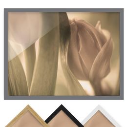 Bilderwelten Bild mit Rahmen - Querformat Zarte Tulpen