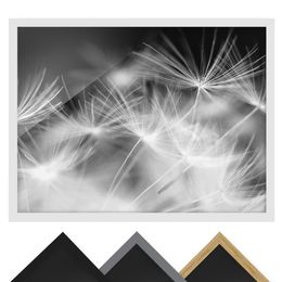 Bilderwelten Bild mit Rahmen Blumen schwarz weiss Motiv inkl. Rahmung - Bewegte Pusteblumen Nahaufnahme auf schwarzem Hintergrund - Pusteblume Wohnzimmer