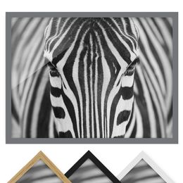 Bilderwelten Bild mit Rahmen - Querformat Zebra Look