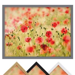 Bilderwelten Bild mit Rahmen - Querformat Summer Poppies