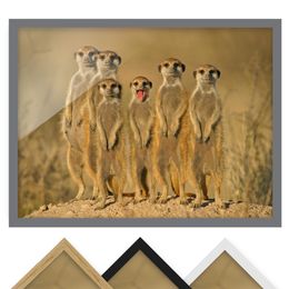 Bilderwelten Bild mit Rahmen - Querformat Meerkat Family