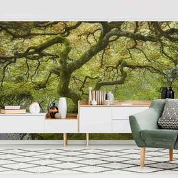 Bilderwelten Fototapete Wald Motiv Wandtapete gr&uuml;n - Gr&uuml;ner Japanischer Garten - B&auml;ume Wohnzimmer Schlafzimmer