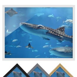 Bilderwelten Bild mit Rahmen - Querformat Fish in the Sea