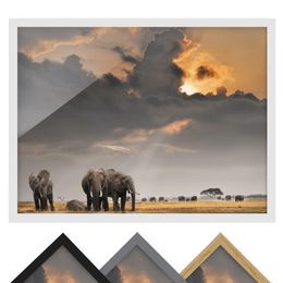 Bilderwelten Bild mit Rahmen - Querformat Elefanten der Savanne