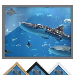 Bilderwelten Bild mit Rahmen - Querformat Fish in the Sea