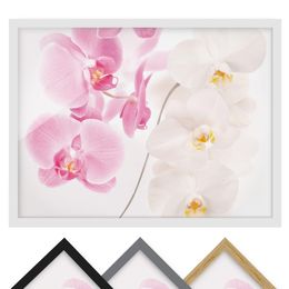 Bilderwelten Bild mit Rahmen Blumen einzigartig Motiv inkl. Rahmung - Delicate Orchids - Deko Wohnzimmer Schlafzimmer