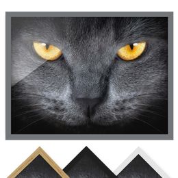 Bilderwelten Bild mit Rahmen - Querformat Cats Gaze