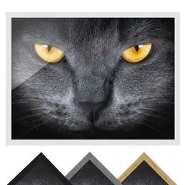 Bilderwelten Bild mit Rahmen Tiere gelb Abstrakt inkl. Rahmung - Cats Gaze - Deko Wohnzimmer Schlafzimmer
