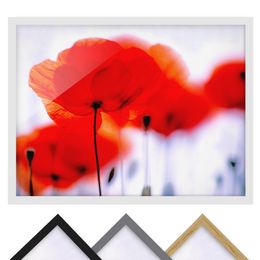 Bilderwelten Bild mit Rahmen Blumen rot modern inkl. Rahmung - Magic Poppies - Mohn Wohnzimmer Schlafzimmer