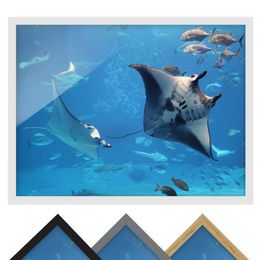 Bilderwelten Bild mit Rahmen - Querformat Manta Ray