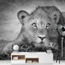 Fototapete Tiere Lurking Lionbaby