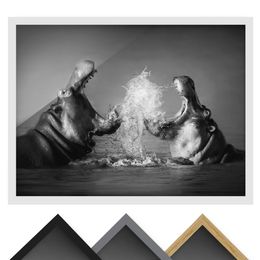 Bilderwelten Bild mit Rahmen - Querformat Hippo Fight