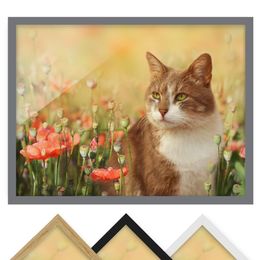 Bilderwelten Bild mit Rahmen - Querformat Katze im Mohnfeld