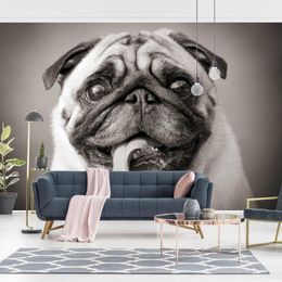 Bilderwelten Fototapete Tiere Motiv Wandtapete schwarz weiss - Lustiger Mops - Hund Wohnzimmer Schlafzimmer