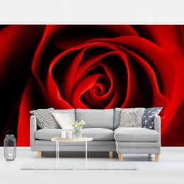 Bilderwelten Fototapete Liebliche Rose
