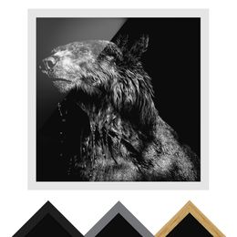 Bilderwelten Bild mit Rahmen Tiere schwarz Abstrakt inkl. Rahmung - B&auml;r vor Schwarz - Deko Wohnzimmer Schlafzimmer