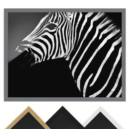 Bilderwelten Bild mit Rahmen - Querformat Zebra Safari Art
