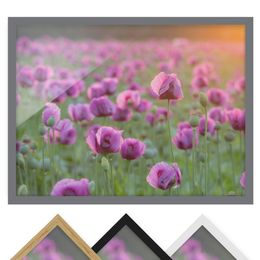 Bilderwelten Bild mit Rahmen - Querformat Violette Schlafmohn Blumenwiese im Fr&uuml;hling