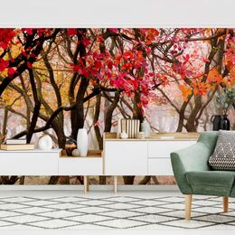 Bilderwelten Fototapete Wald Motiv Wandtapete braun - Japan im Herbst - B&auml;ume Wohnzimmer Schlafzimmer