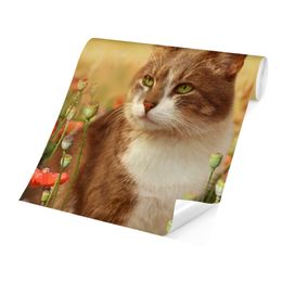Fototapete Kinderzimmer Katze im Mohnfeld