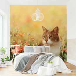 Bilderwelten Fototapete Tiere modern Wandtapete pastell - Katze im Mohnfeld - Katze Kinderzimmer Baby M&auml;dchen Jungen