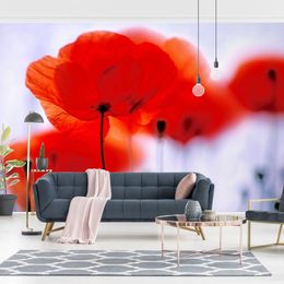 Bilderwelten Fototapete Magic Poppies