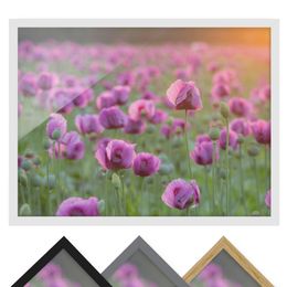 Bilderwelten Bild mit Rahmen - Querformat Violette Schlafmohn Blumenwiese im Fr&uuml;hling