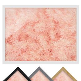 Bilderwelten Bild mit Rahmen - Querformat Rosmarin Rosa