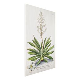 Bilderwelten Alu Dibond Outdoor Bild Blumen gr&uuml;n Vintage wetterfest - Vintage Botanik Illustration Yucca - Pflanzen Wohnzimmer Schlafzimmer