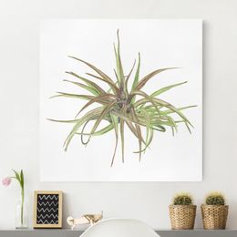 Bilderwelten Leinwandbild - Quadrat Luftpflanze Aquarell II