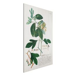 Bilderwelten Alu Dibond Outdoor Bild Kulinarisch gr&uuml;n Vintage wetterfest - Vintage Botanik Illustration Lorbeer - Pflanzen K&uuml;che