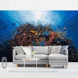 Bilderwelten Fototapete Tiere Motiv Wandtapete einzigartig - Lagune mit Fischen - Unterwasser Wohnzimmer Schlafzimmer