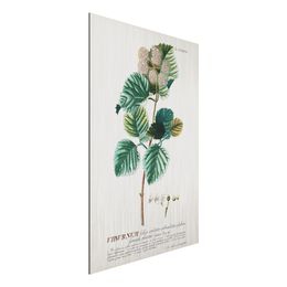 Bilderwelten Alu Dibond Outdoor Bild Blumen gr&uuml;n Vintage wetterfest - Vintage Botanik Illustration Schneeball - Pflanzen Wohnzimmer Schlafzimmer