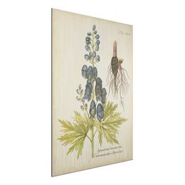 Bilderwelten Alu-Dibond Outdoor Bild Vintage Botanik in Blau Sturmhut
