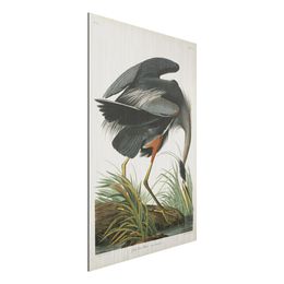 Alu Dibond Outdoor Bild - Vintage Lehrtafel Kanadareiher - Tiere grau Vintage wetterfest Retro Wohnzimmer Schlafzimmer